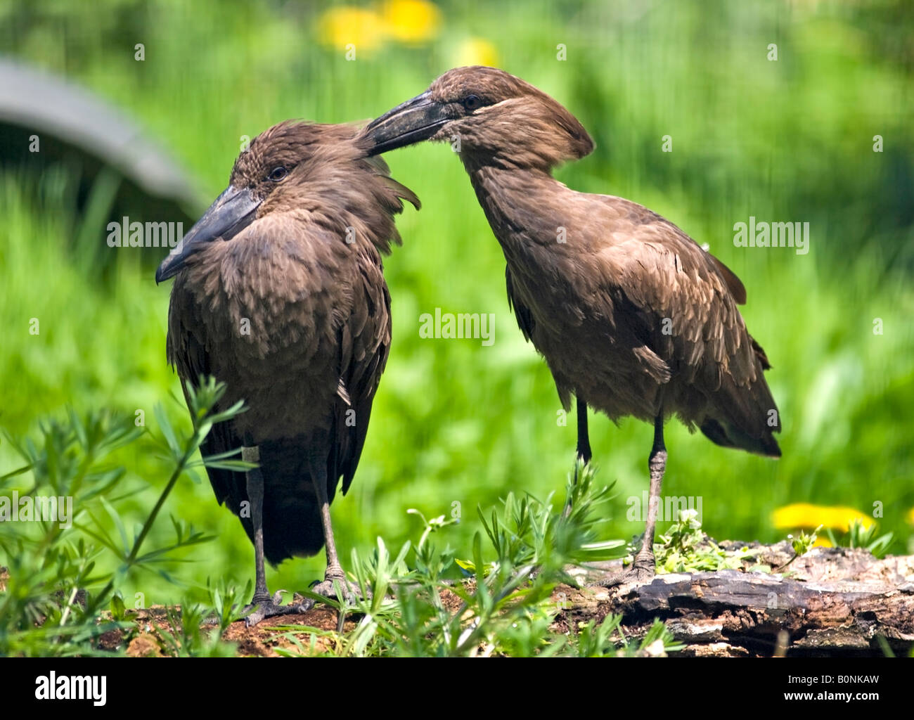 Birds preening each other hi-res stock photography and images - Alamy