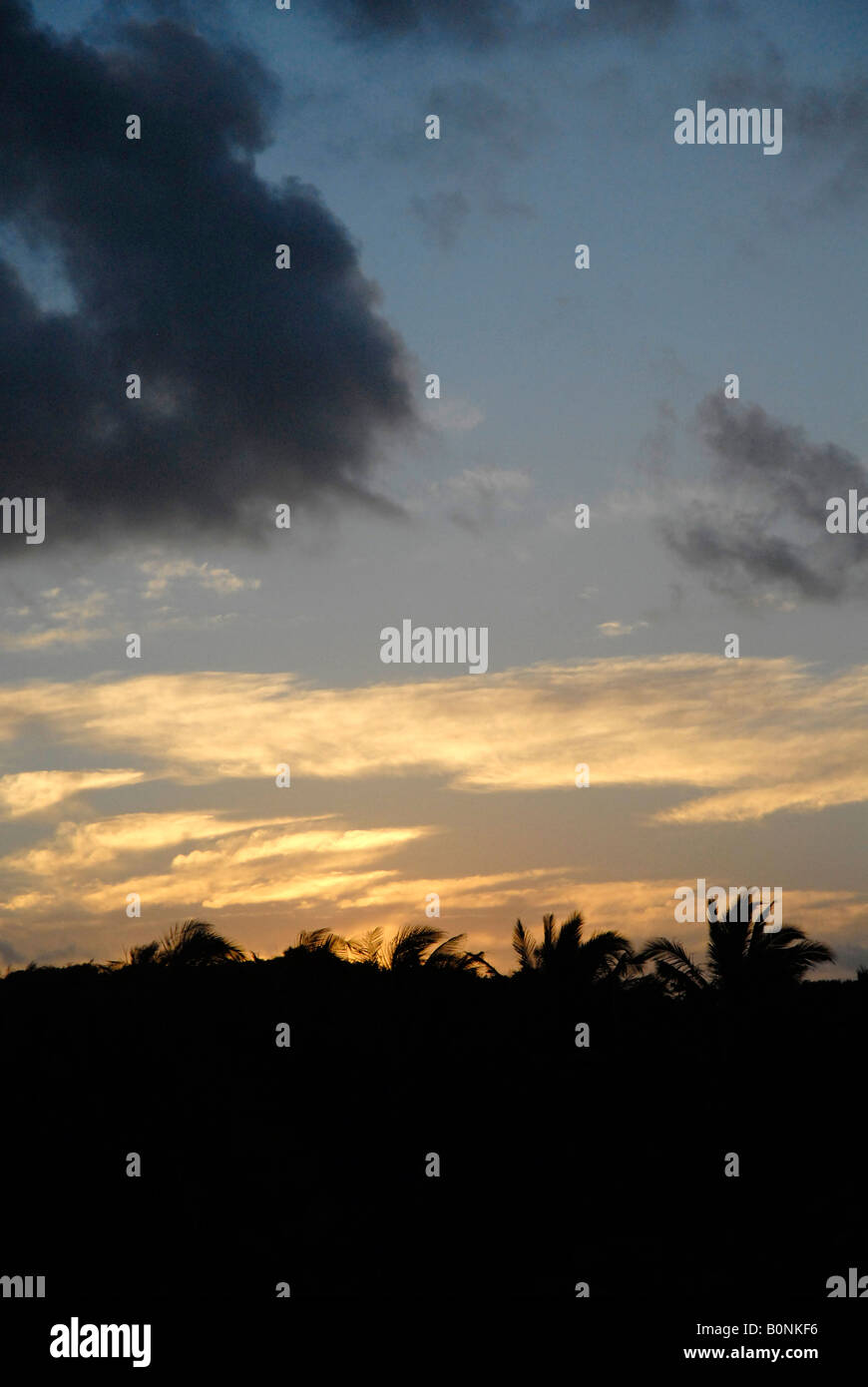 Sky sun palm tree hi-res stock photography and images - Alamy
