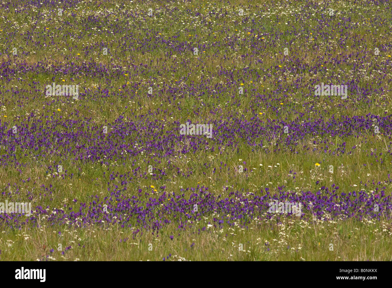 Wildflower meadow São Marcos de Ataboeira Portugal Stock Photo - Alamy
