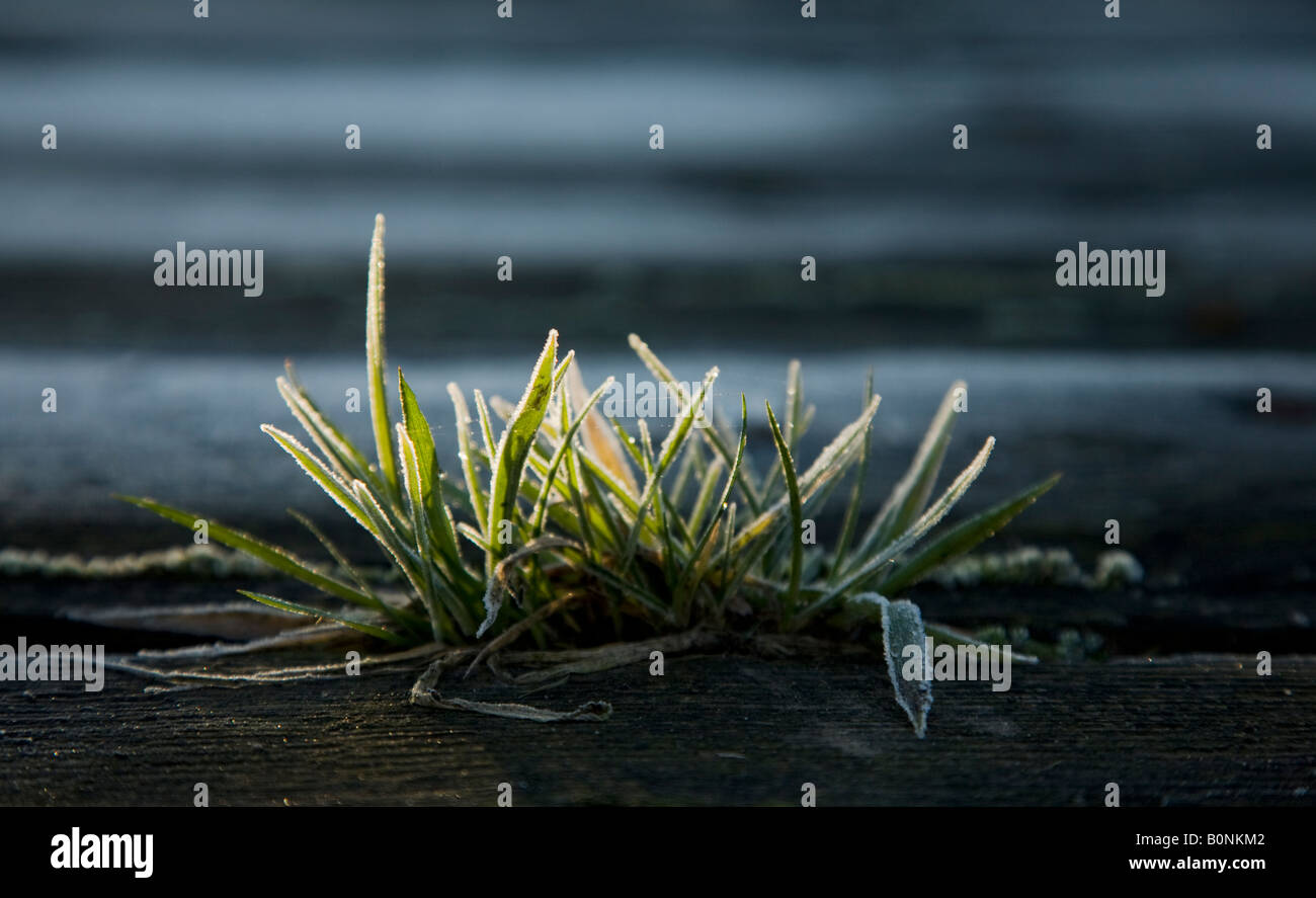 little pol of grass in morning light with icedrops Stock Photo - Alamy