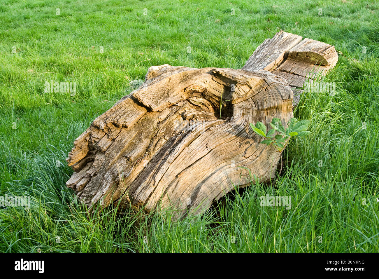 An old ^weathered log, UK Stock Photo - Alamy