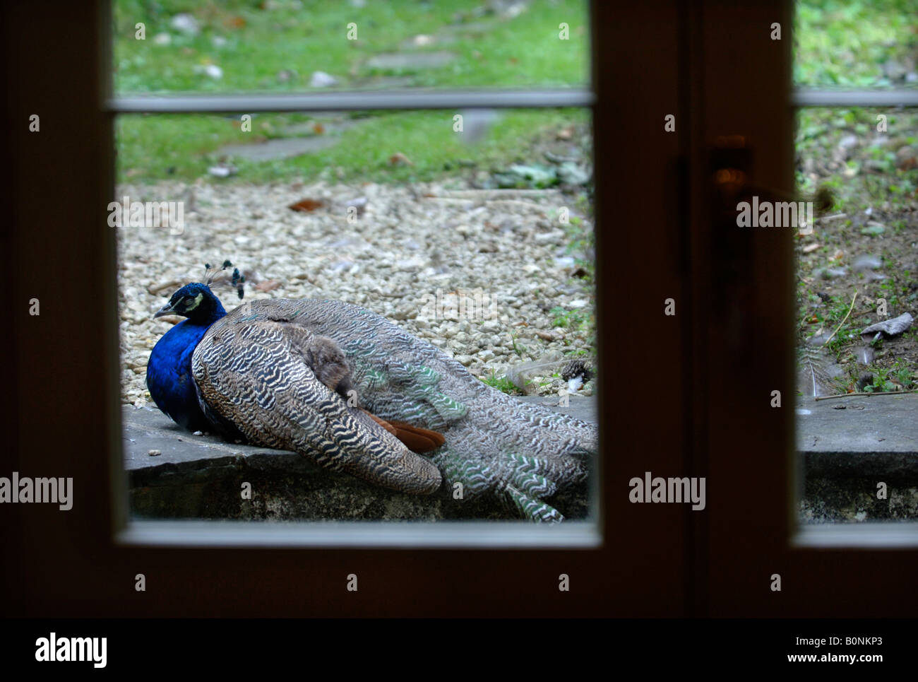 A PEACOCK SITTING OUTSIDE OF A WINDOW AT AN ENGLISH COUNTRY HOUSE UK ...