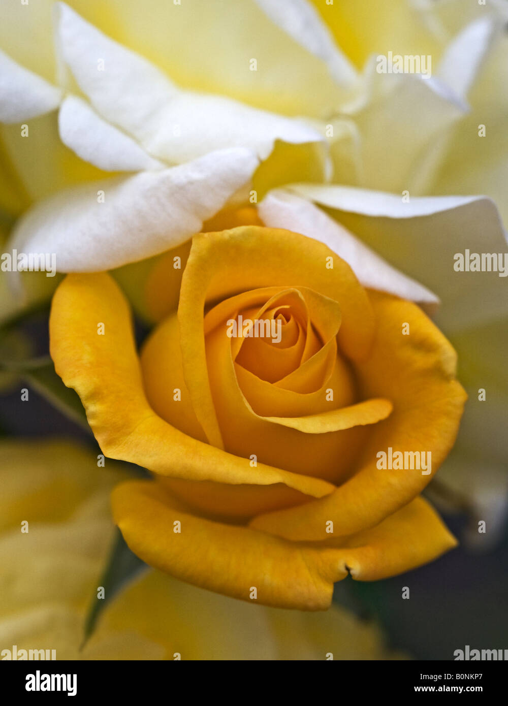 Fine art soft yellow flowers hi-res stock photography and images - Alamy