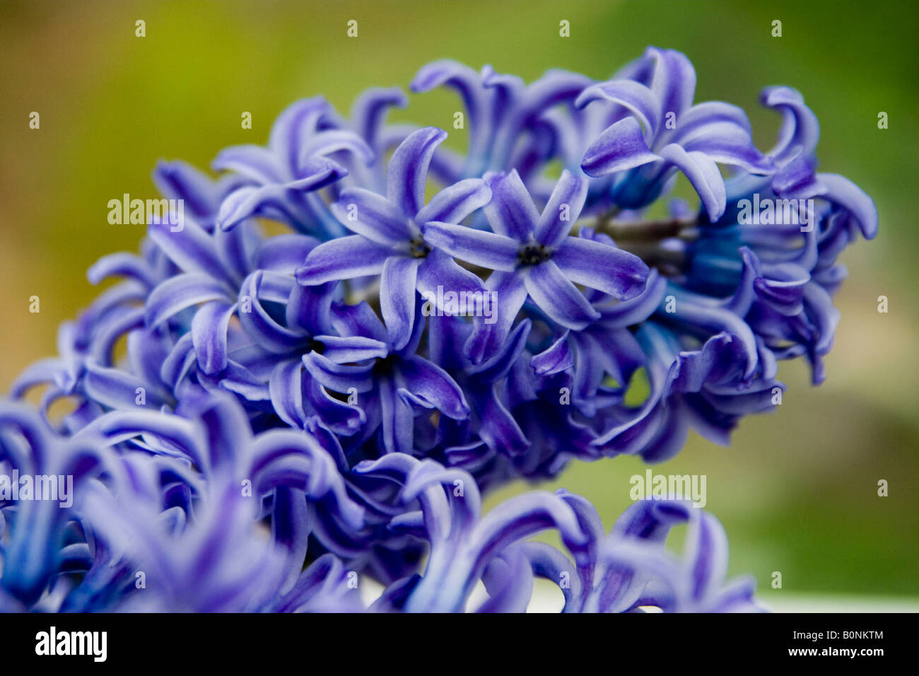 Close-up of blue hyacinth Stock Photo - Alamy