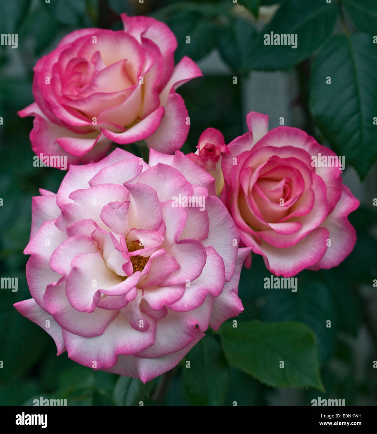 Climbing rose handel hi-res stock photography and images - Alamy