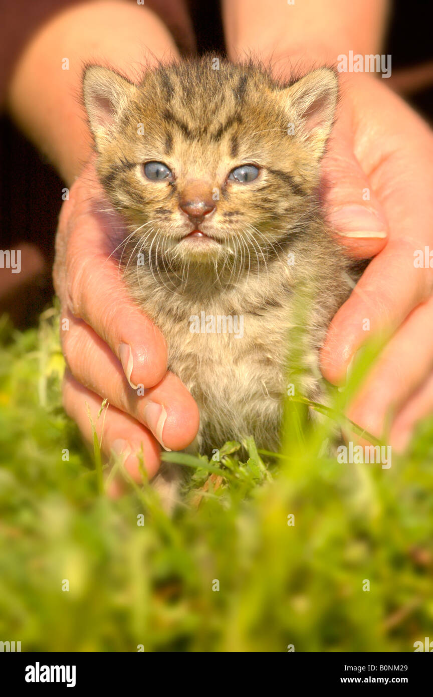 kitten in hands Stock Photo - Alamy