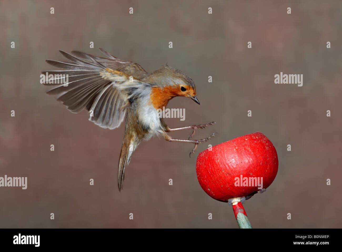 Robin in flight hi-res stock photography and images - Alamy