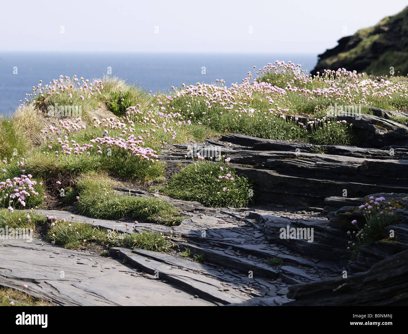 Thrift sea pink flowers growing hi-res stock photography and images - Alamy