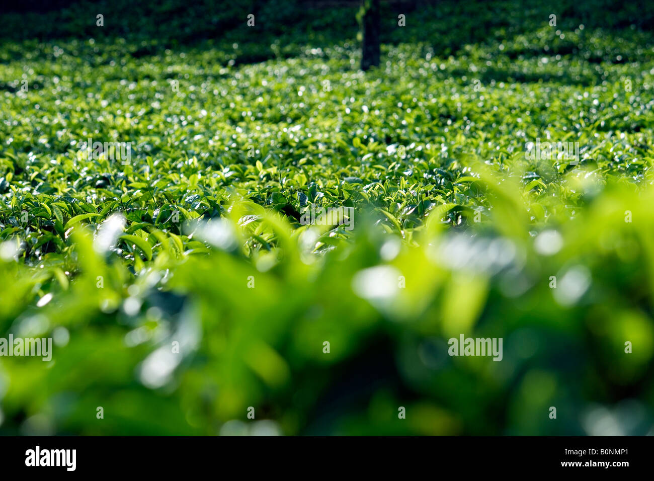 Largest carpet hi-res stock photography and images - Alamy Largest carpet hi-res stock photography and images - Alamy