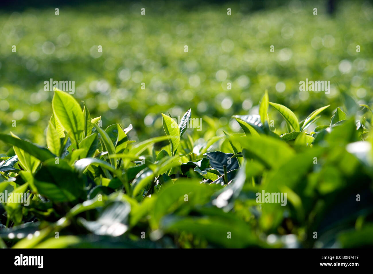 close up shot of tea carpet surface Stock Photo - Alamy