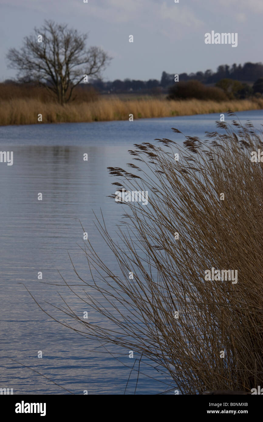 Reeds line the canal near Exeter Stock Photo - Alamy