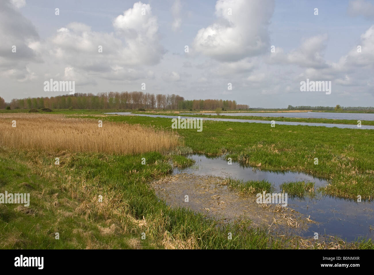 Reedbed hi-res stock photography and images - Alamy