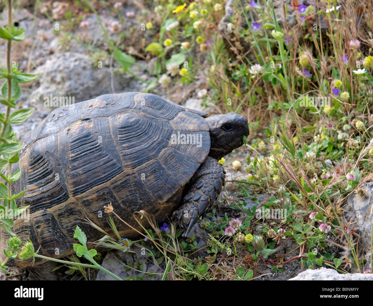 WILD TORTOISE AMONGST RUINS OF KAYAKOY MUGLA TURKEY Stock Photo - Alamy