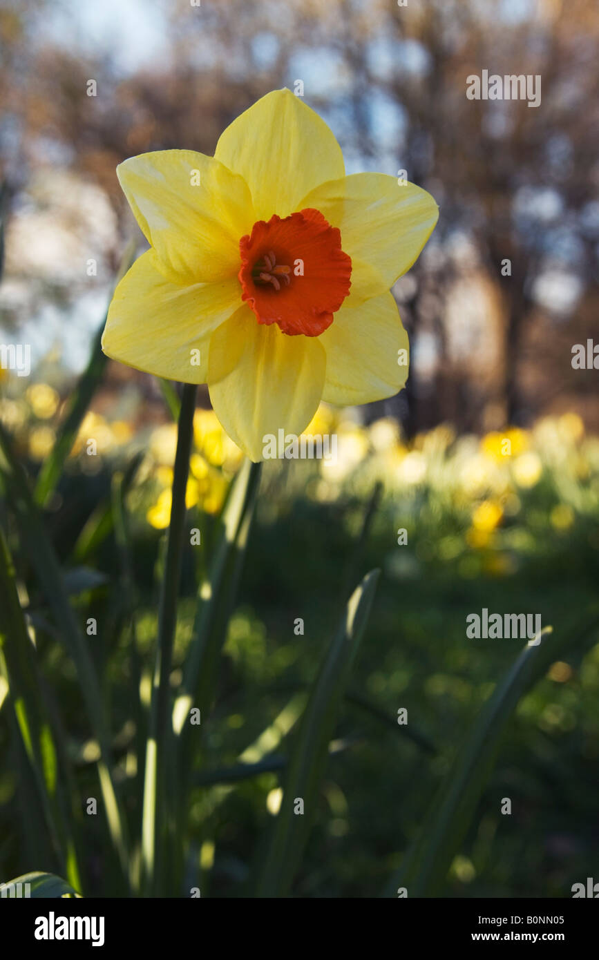 Christchurch hagley park spring hi-res stock photography and images - Alamy