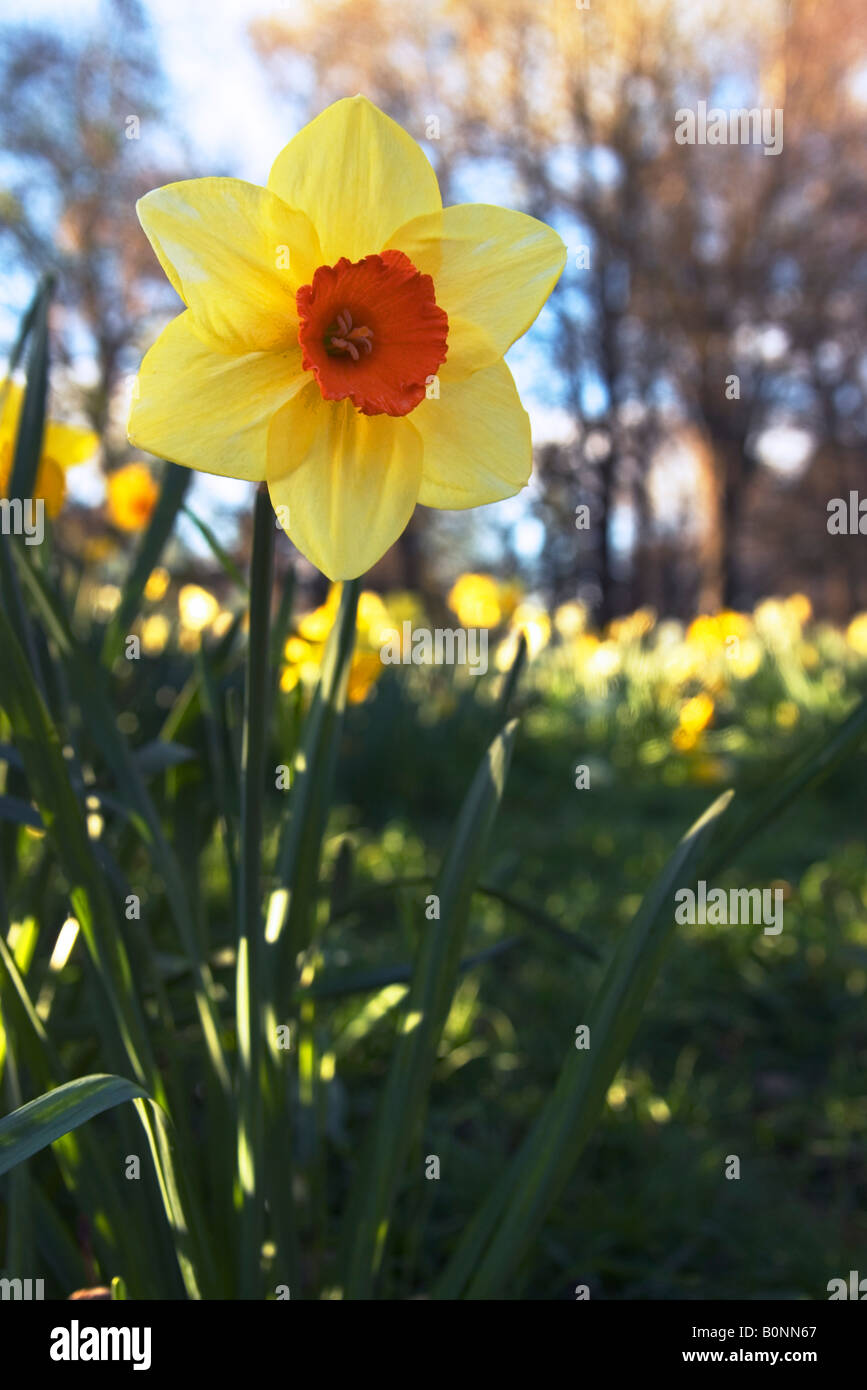 Daffodils in flower during spring in Hagley Park, Christchurch, New ...