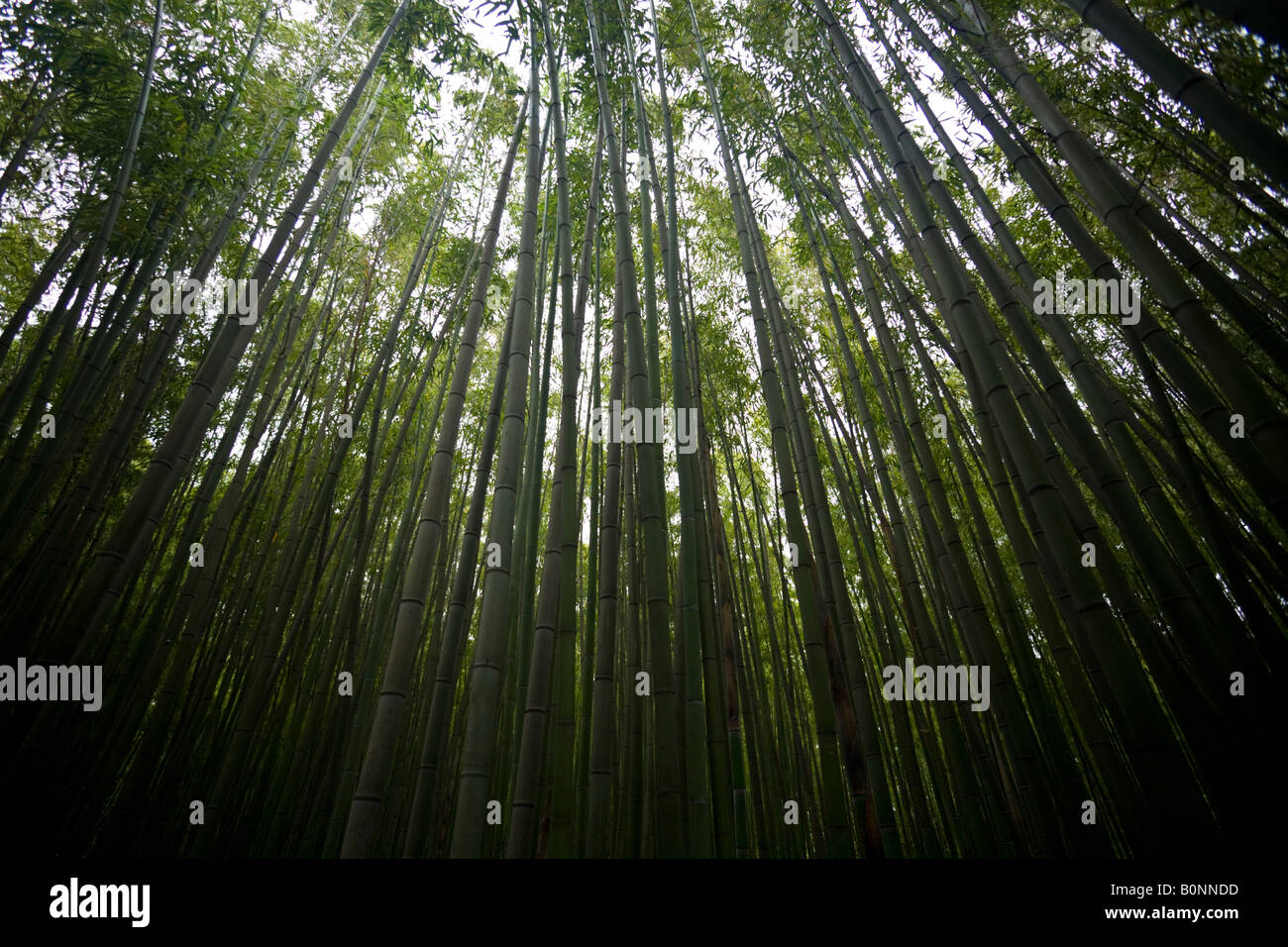 Bambous High Resolution Stock Photography and Images - Alamy