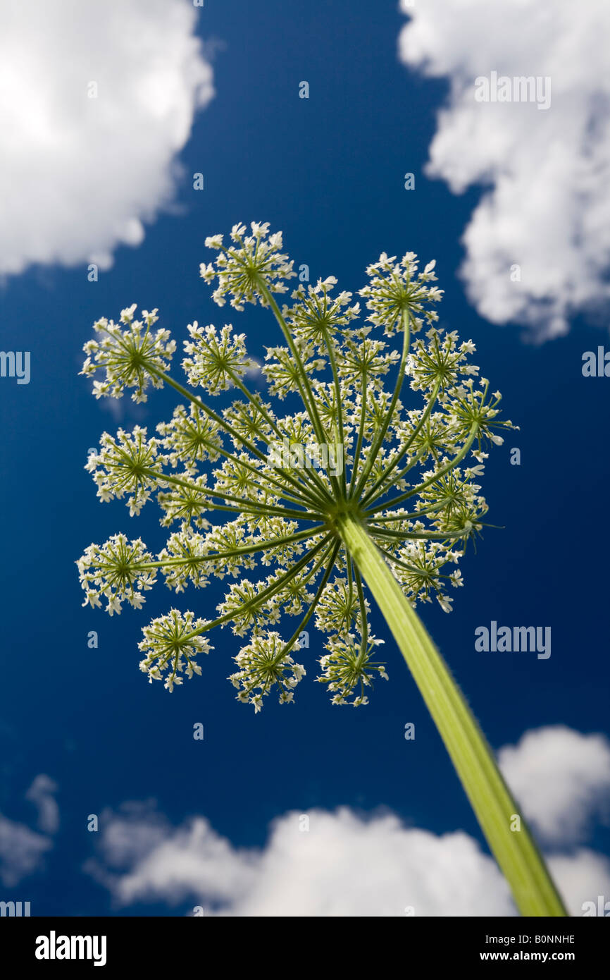 A blossoming Garden angelica umbel (Angelica archangelica). Ombelle d ...