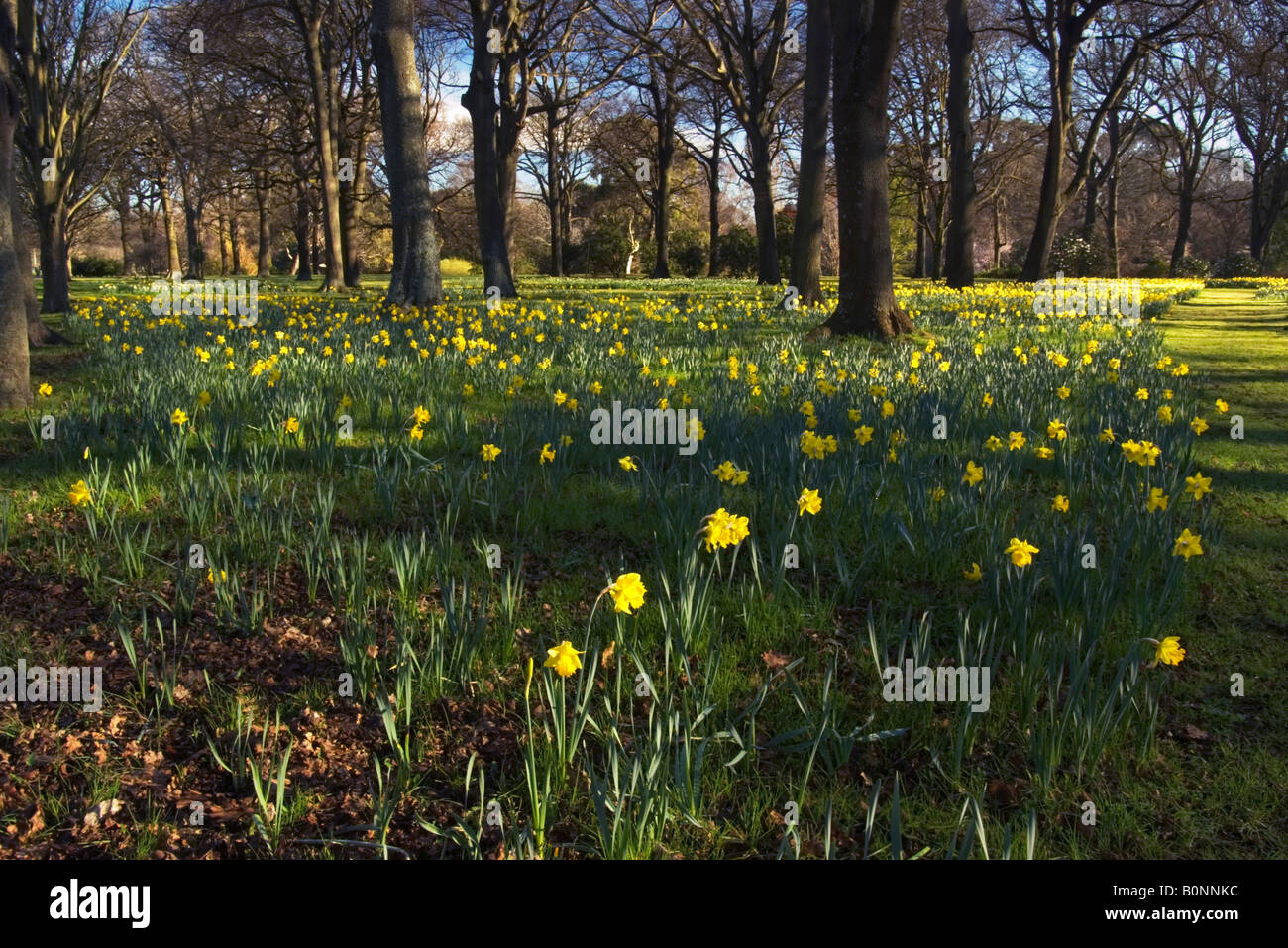 Christchurch hagley park spring hi-res stock photography and images - Alamy