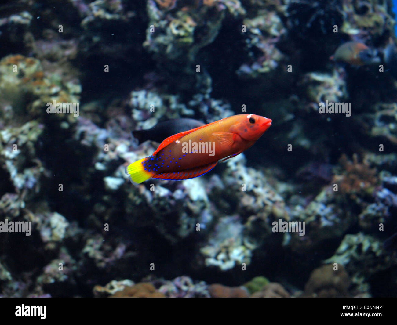 Coris fish hi-res stock photography and images - Alamy
