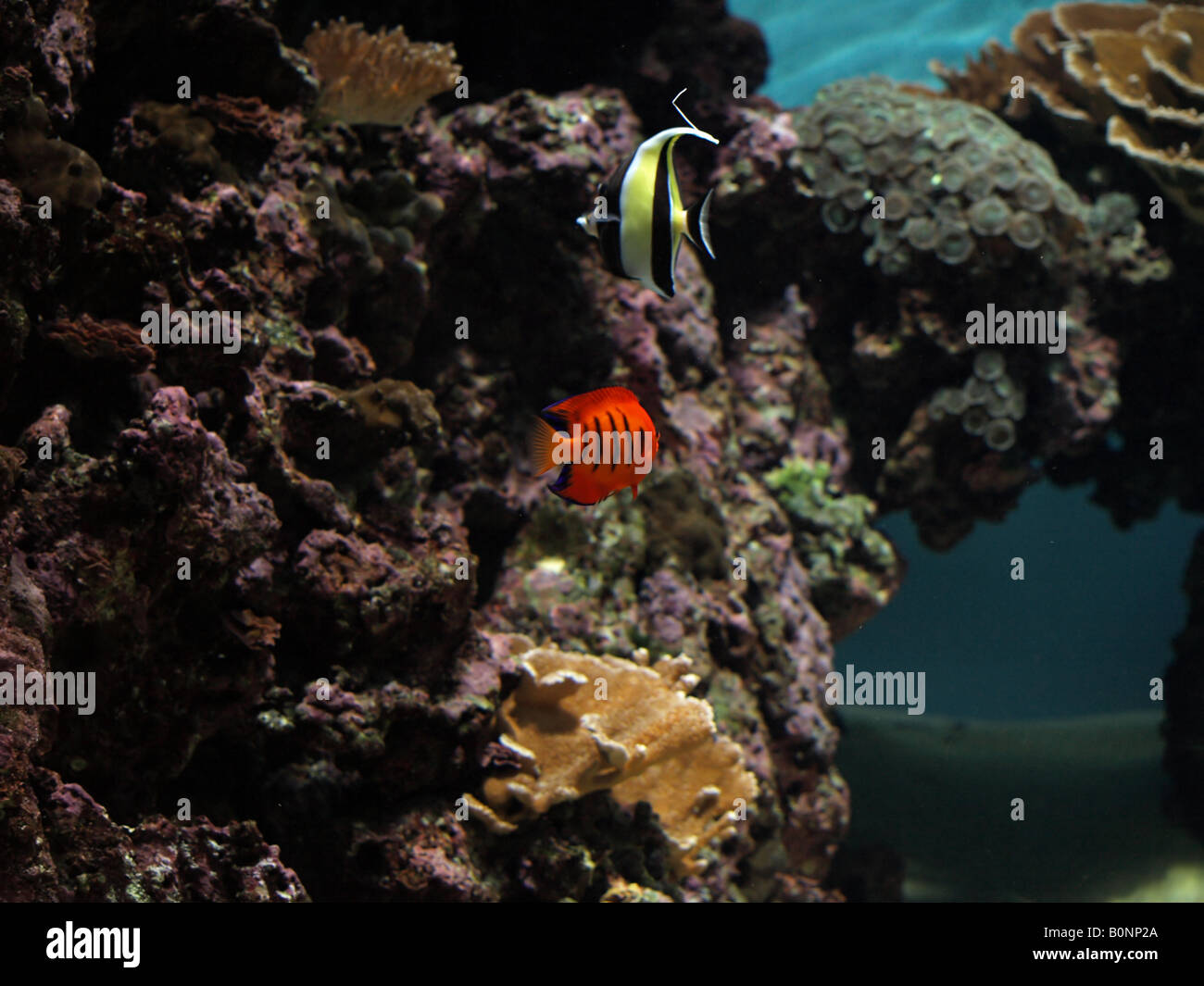 Red fish underwater hi-res stock photography and images - Alamy