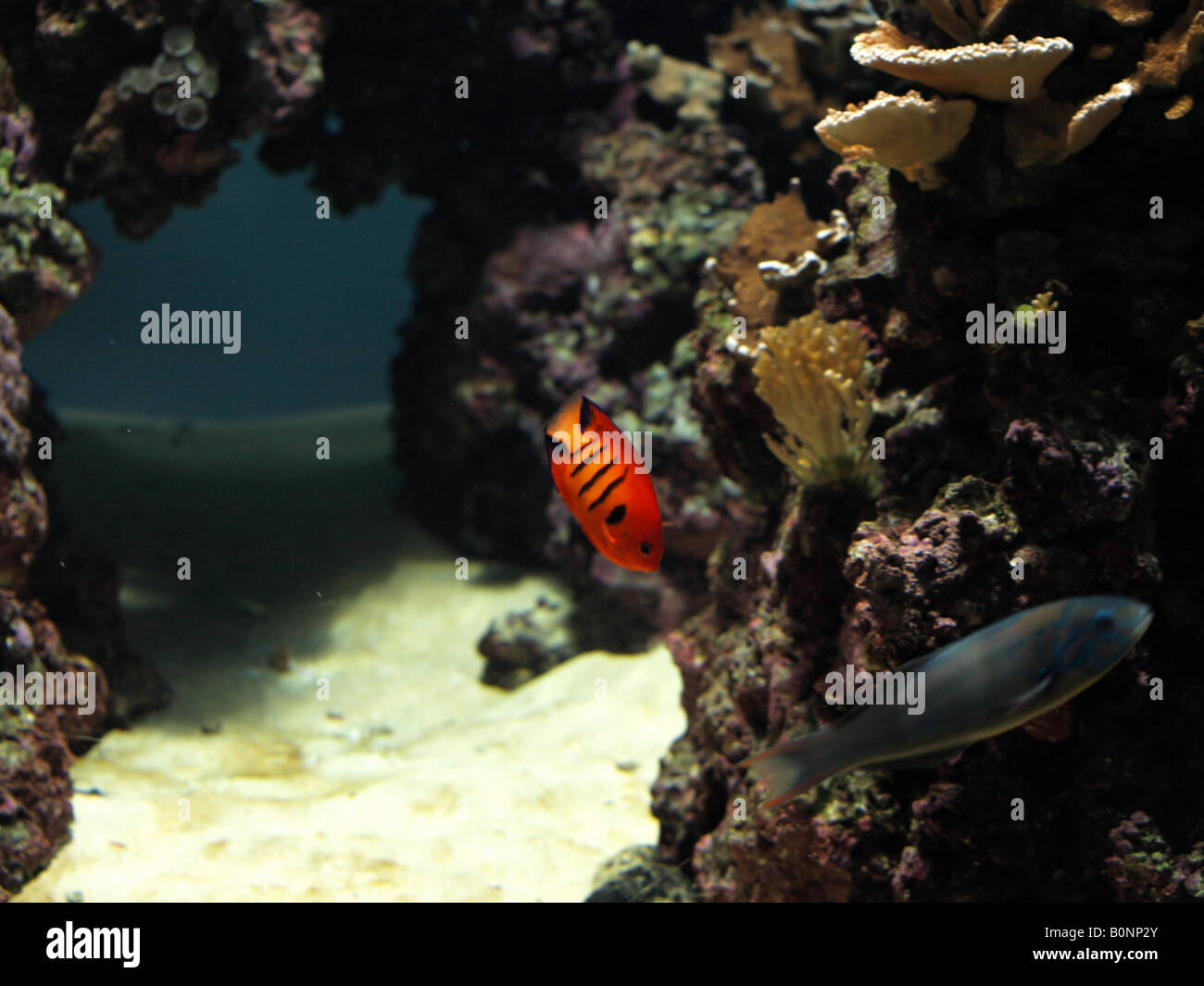 Red fish underwater hi-res stock photography and images - Alamy
