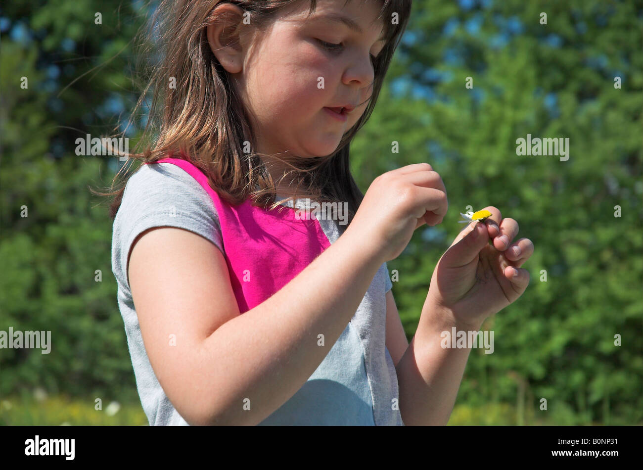 Little girl 5 7 plucking daisy petals portrait Stock Photo - Alamy