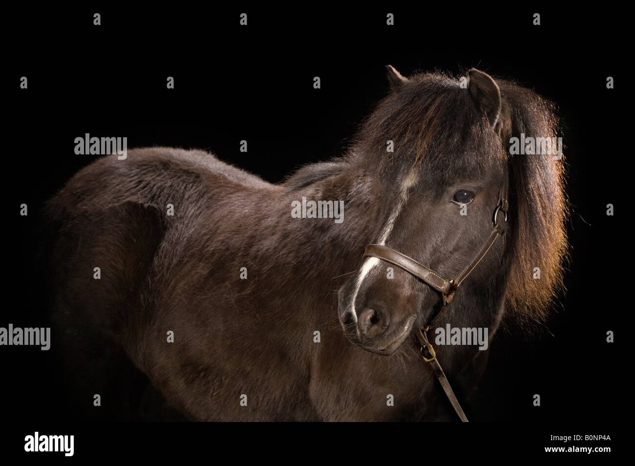 Native pony breed hi-res stock photography and images - Alamy
