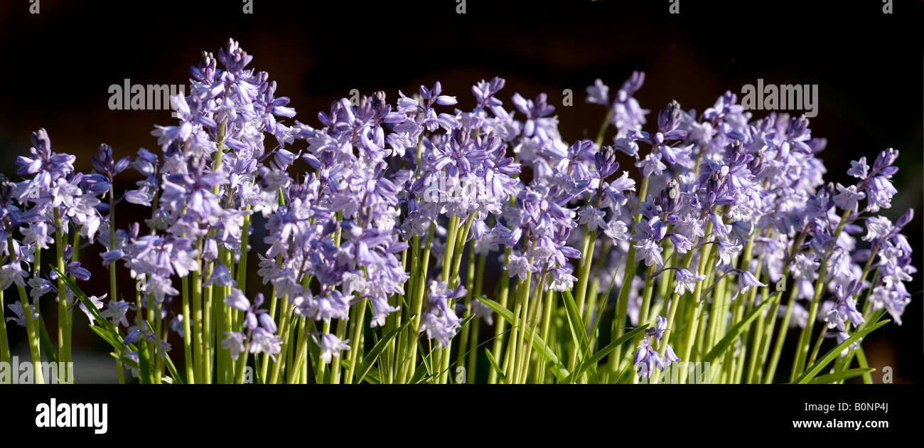 Bluebells background hi-res stock photography and images - Alamy