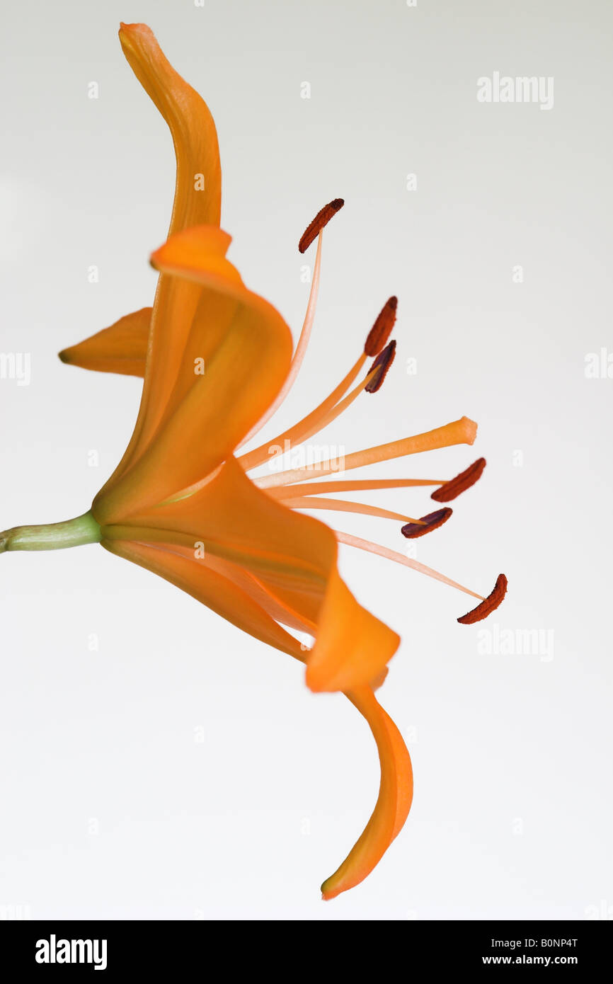 Side view of an Orange Lily against a white background Stock Photo - Alamy