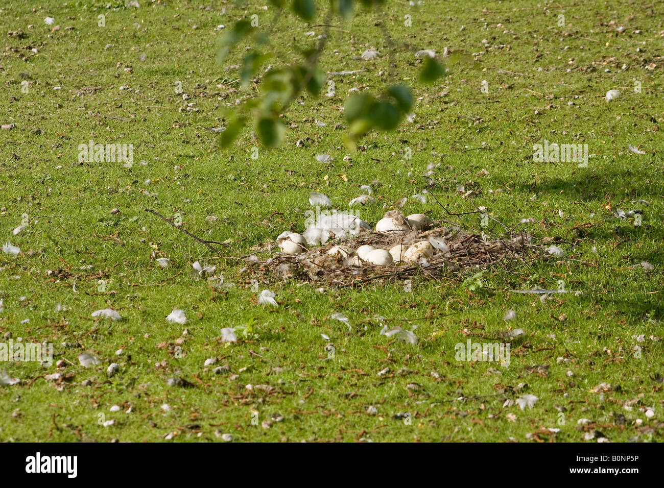 Barnacle Goose (Branta leucopsis) eggs in an unguarded nest on the ...