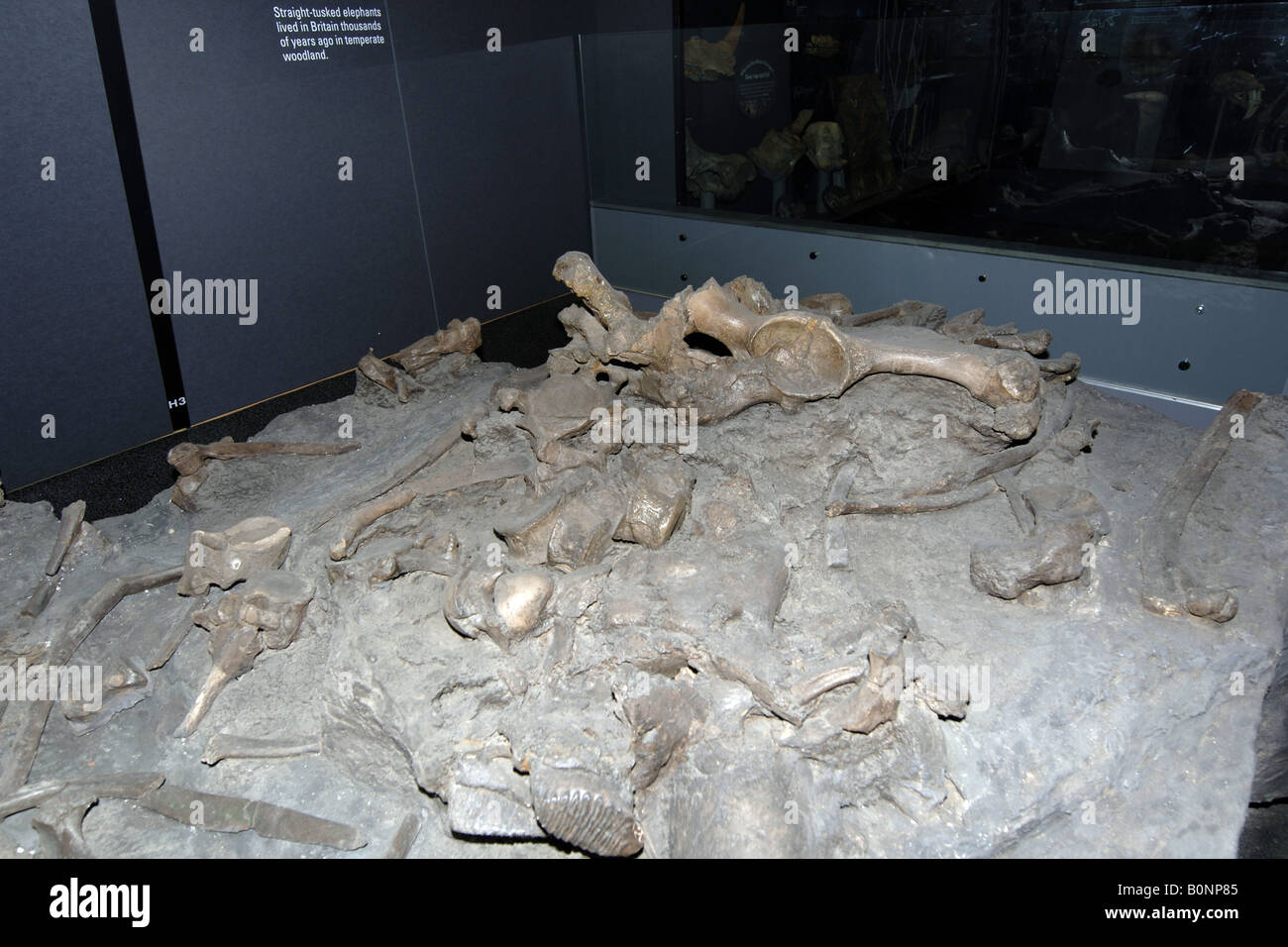 Bones from the straight tusk Elephant in the Natural History Museum ...