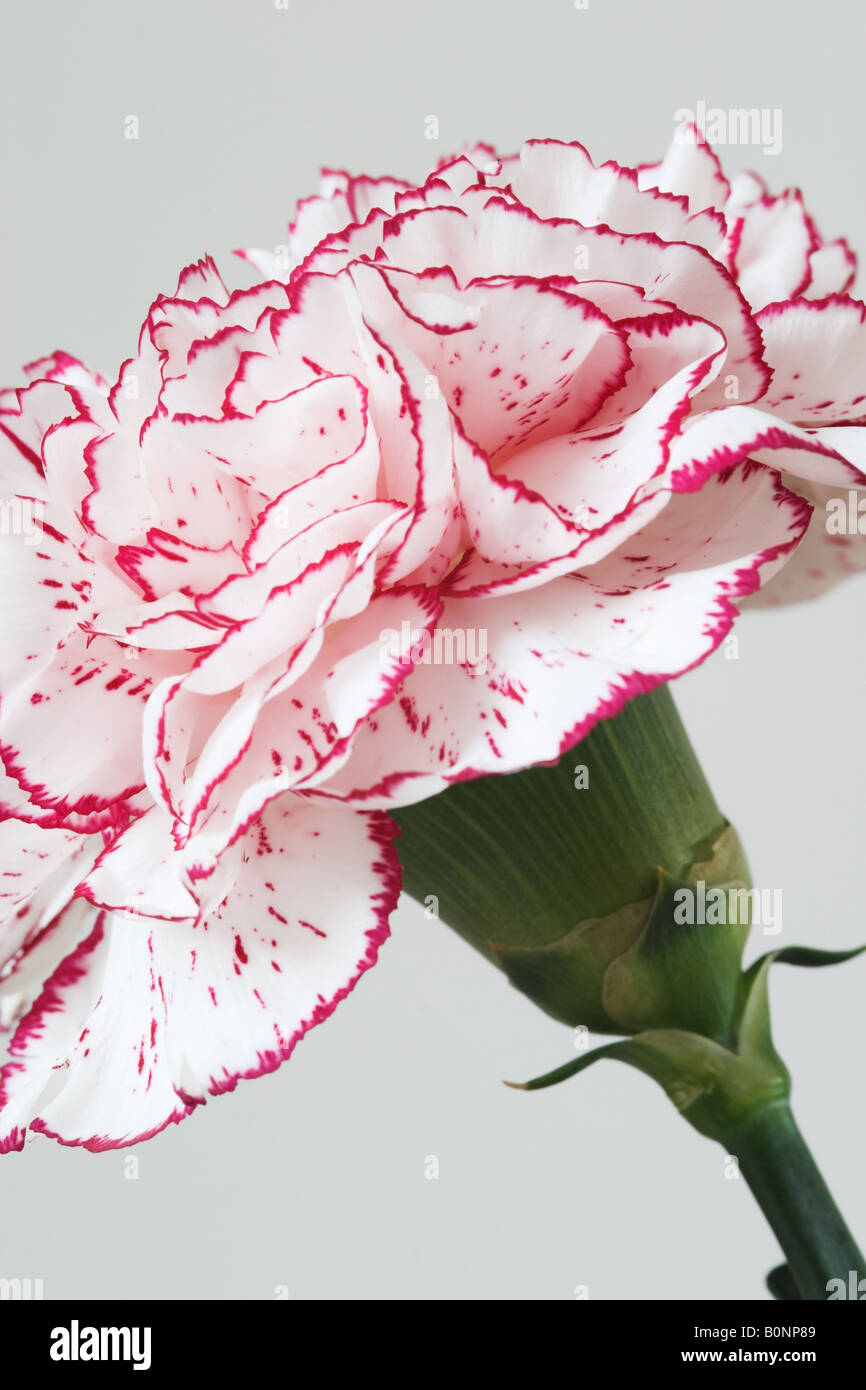 Close up of a white carnation with pink edging against a white ...