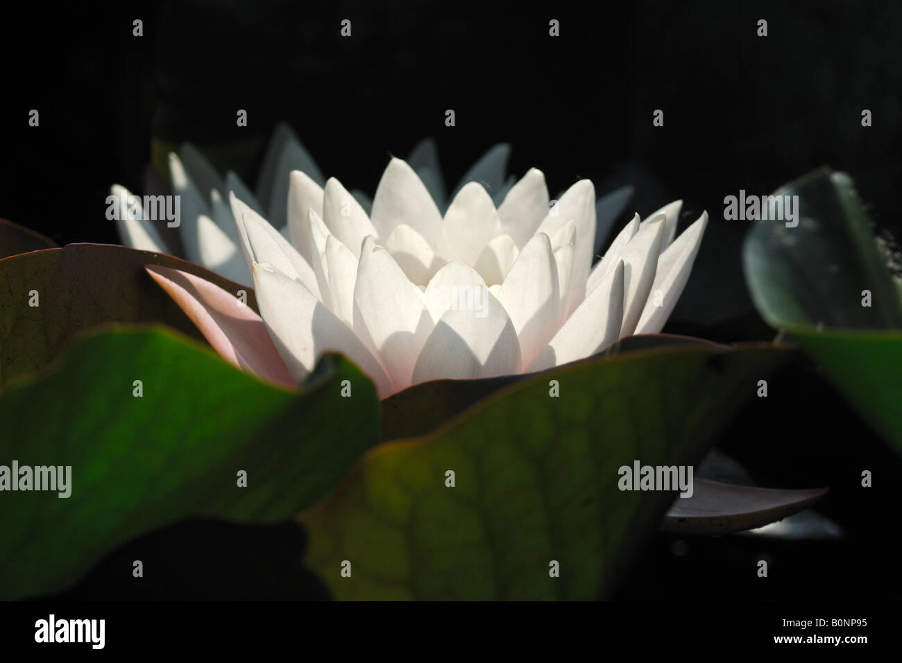 Ninfea alba hi-res stock photography and images - Alamy