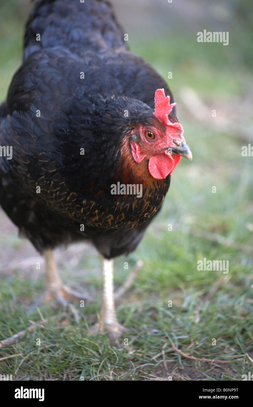 Organic free range chicken. Devon Stock Photo - Alamy