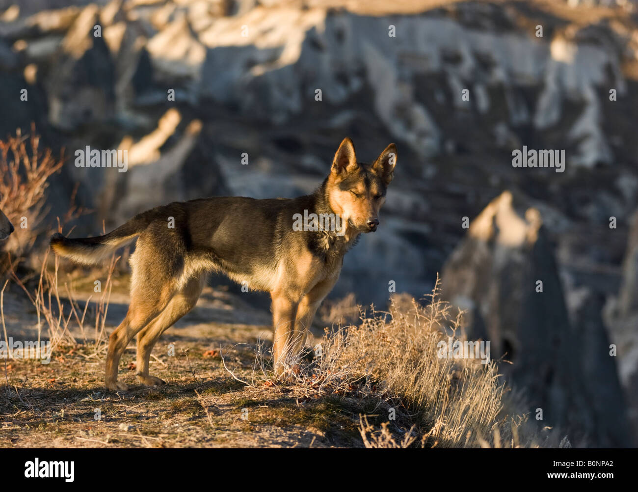 Stray dog turkey hi-res stock photography and images - Alamy