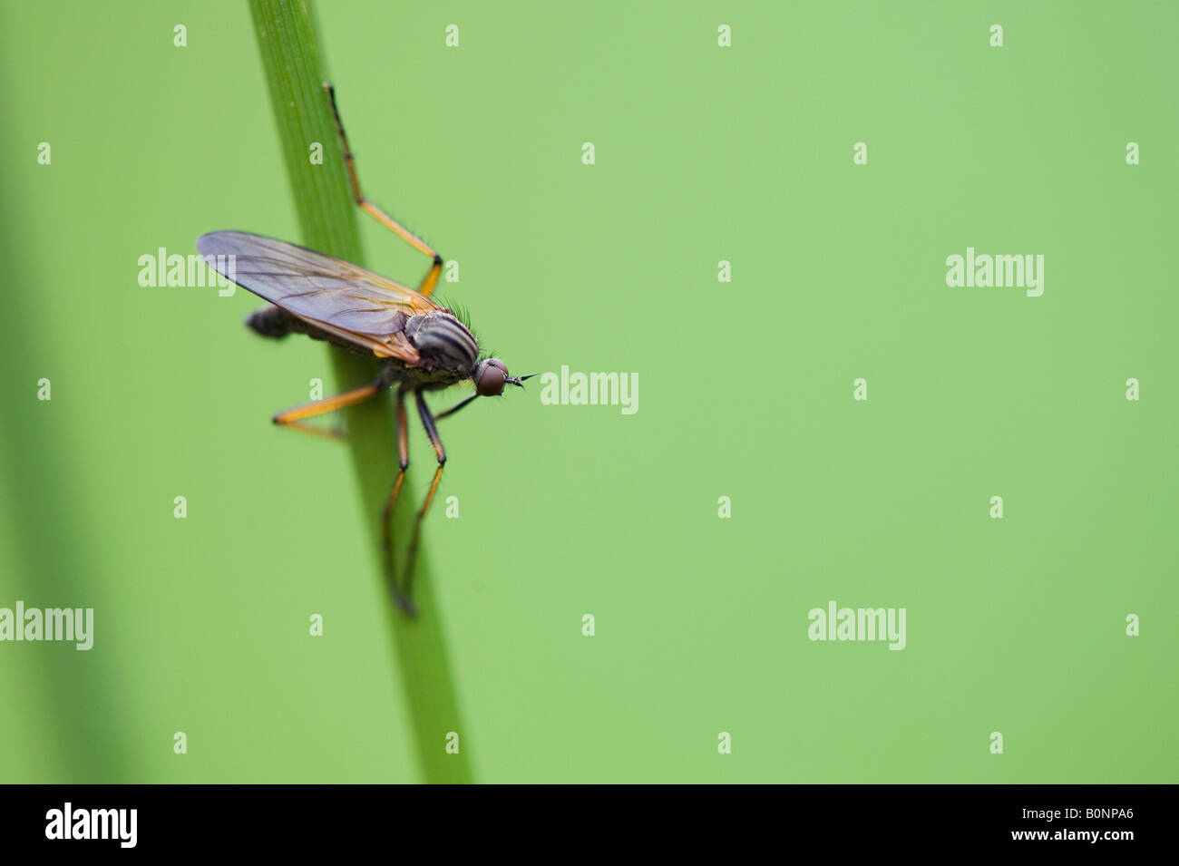 Empid fly hi-res stock photography and images - Alamy