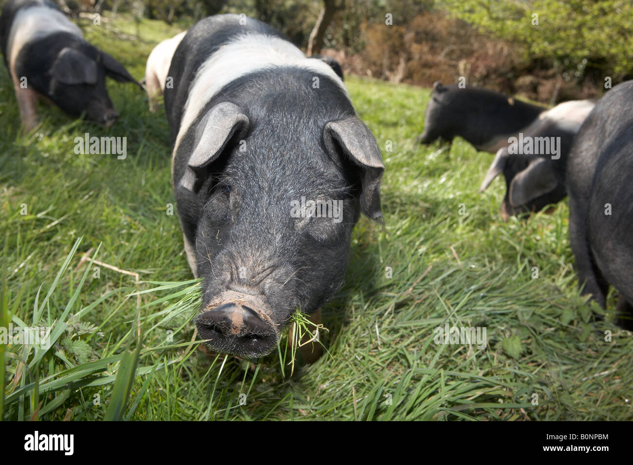 Wessex Saddleback pigs in field, Devon Stock Photo - Alamy
