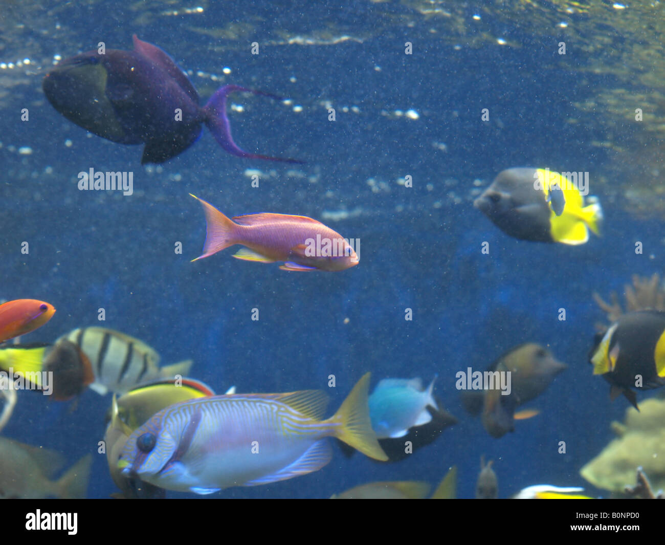 Tropical Marine Life High Resolution Stock Photography and Images - Alamy