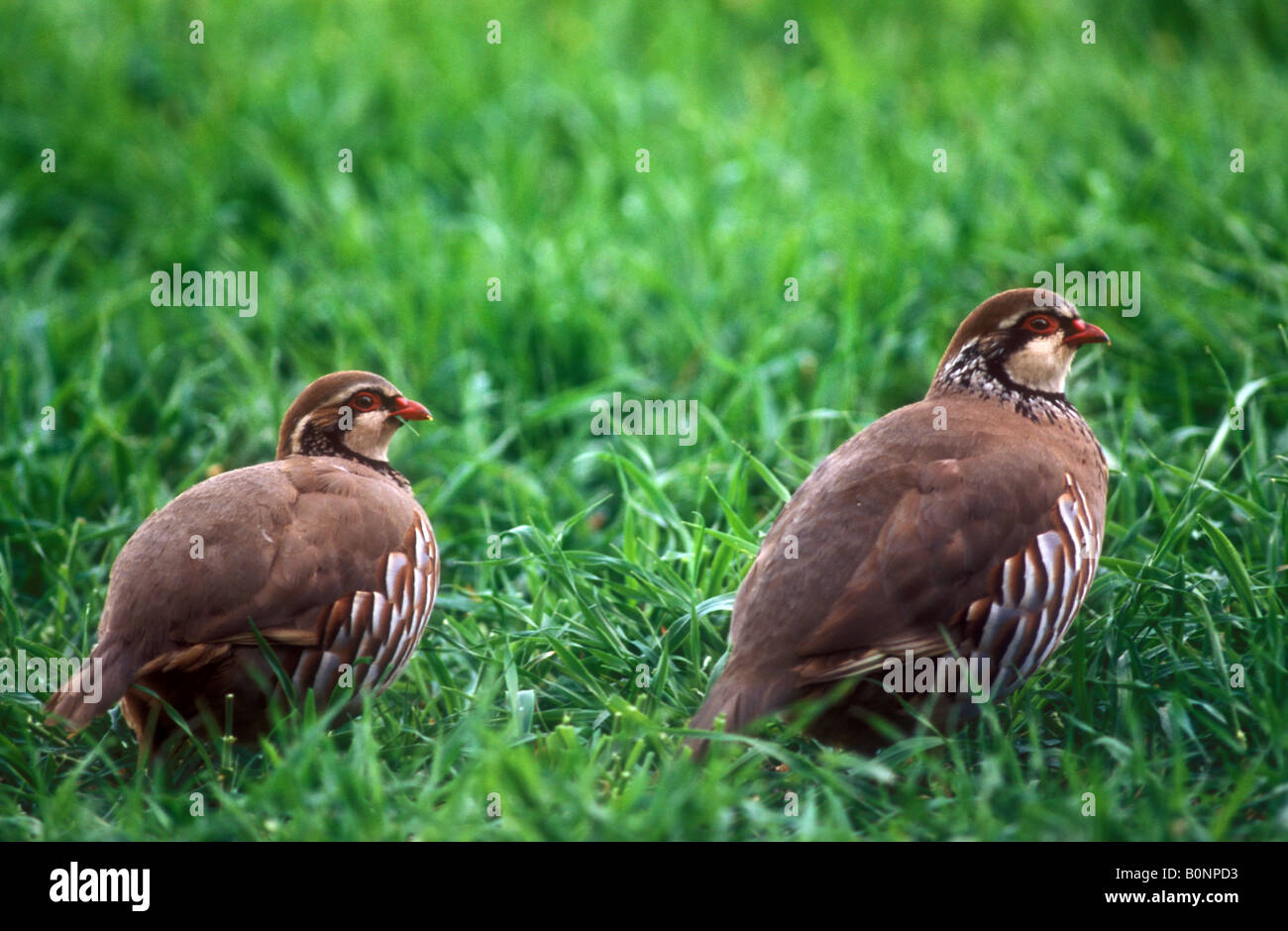 Pair of Red-legged Partridge Alectoris rufa Stock Photo - Alamy