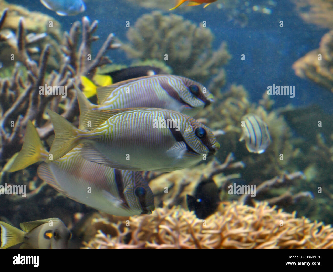 Tropical marine life hi-res stock photography and images - Alamy