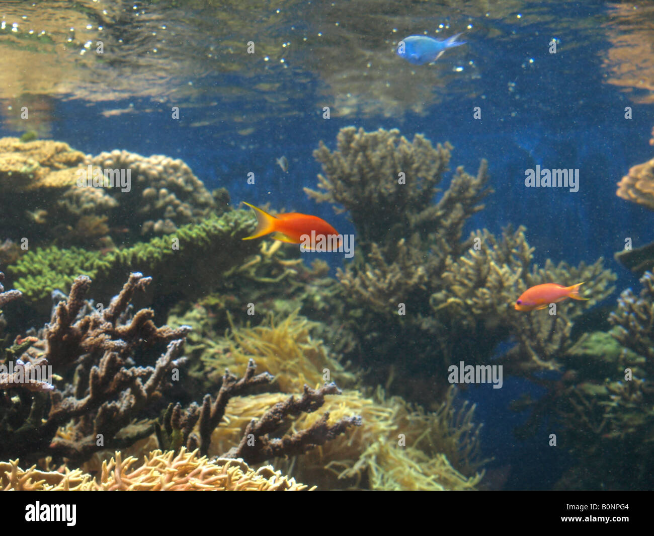 Underwater tropical hi-res stock photography and images - Alamy