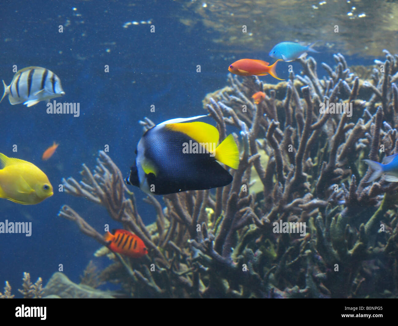 Tropical Marine Life High Resolution Stock Photography and Images - Alamy