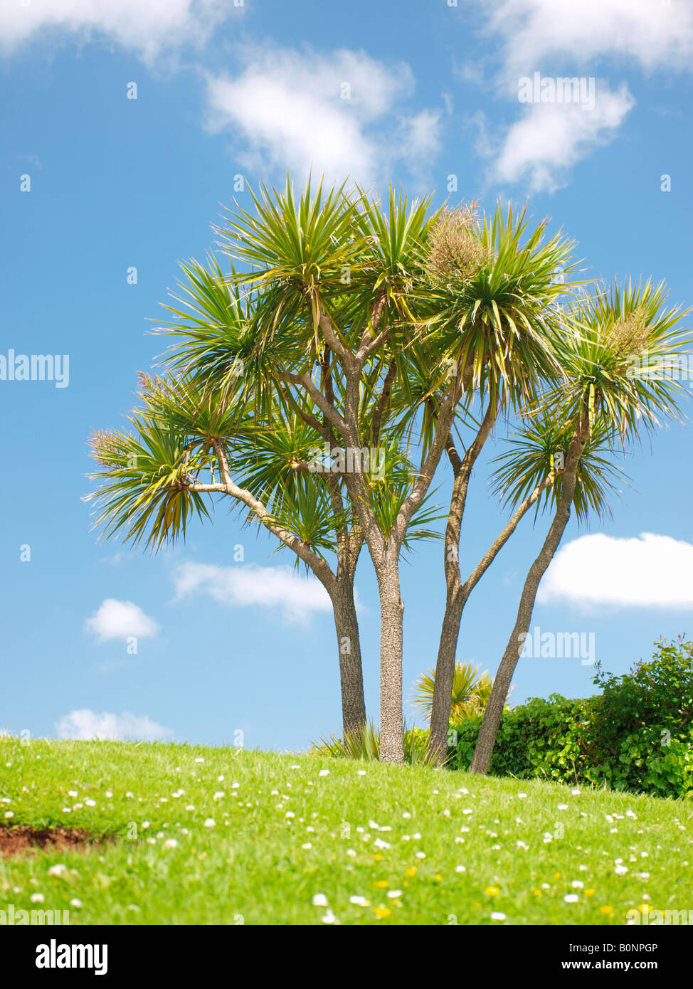 Young palm tree Stock Photo - Alamy
