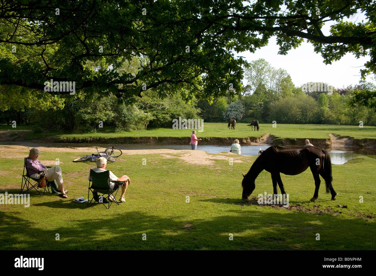 The River near to Balmer Lawn in the New Forest Dorset Stock Photo - Alamy
