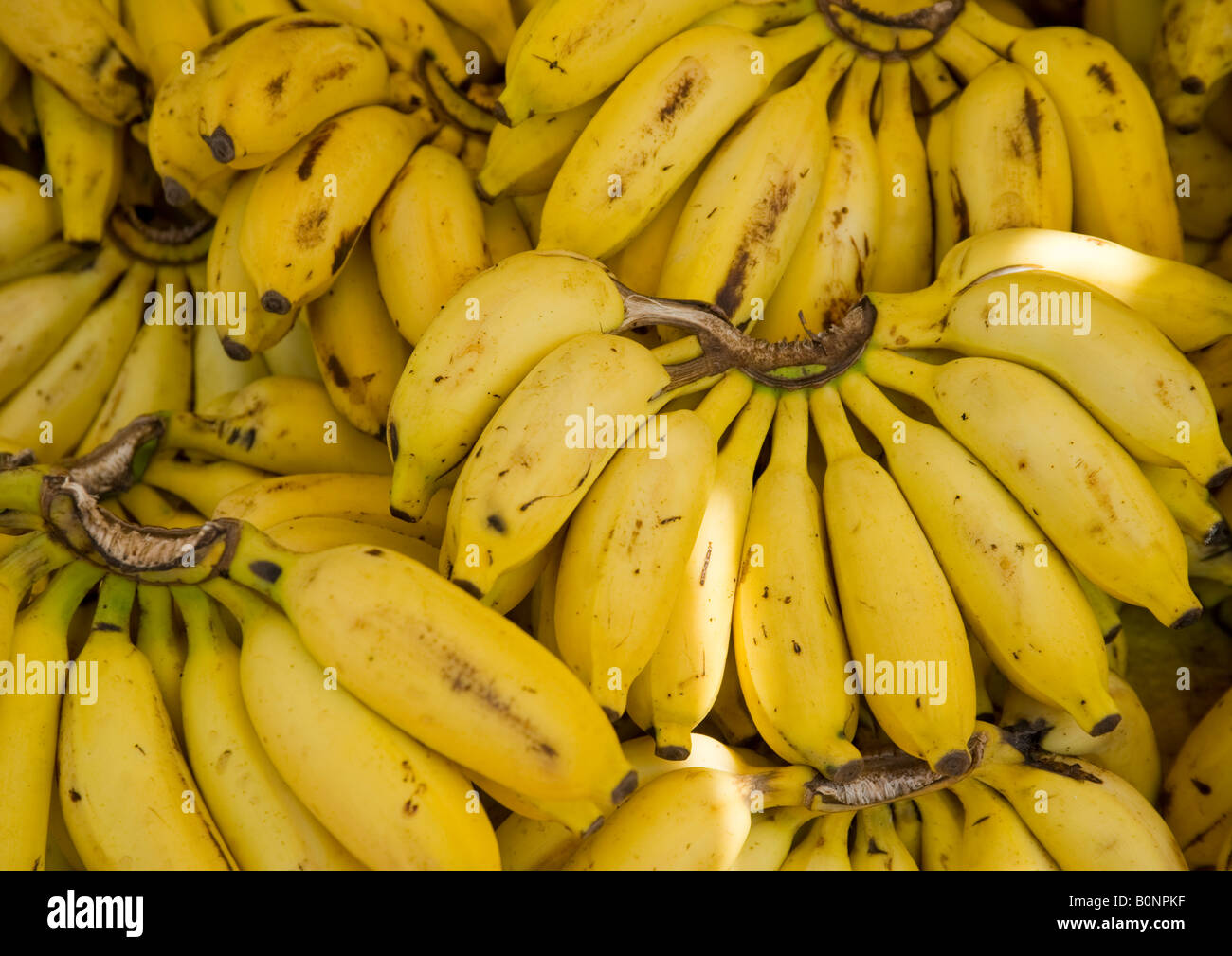 Bundles of ripe Mysore bananas with distinctive sweet taste and aroma ...