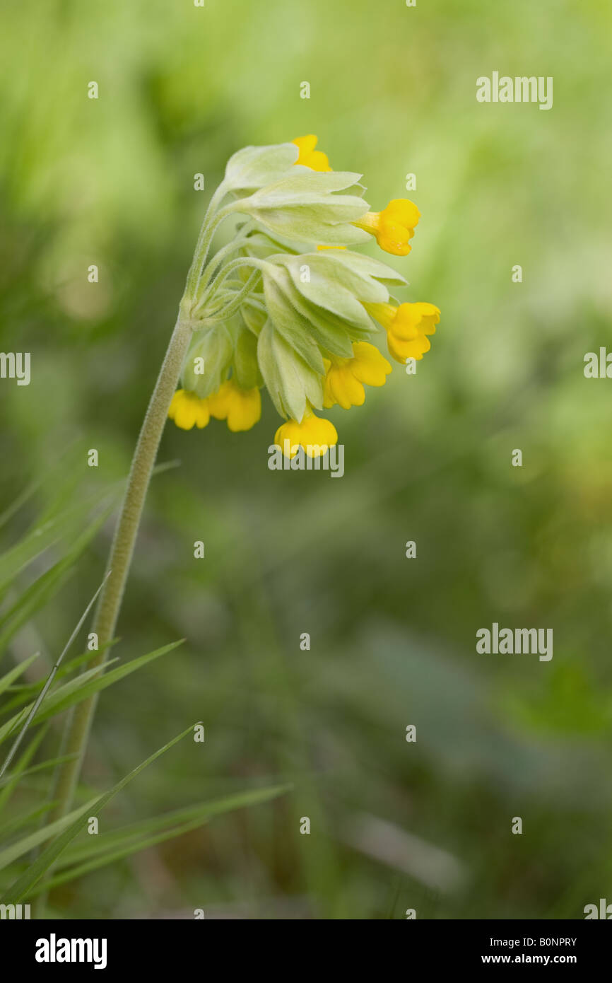 Cowslip Primula veris close-up of plant in flower Stock Photo - Alamy