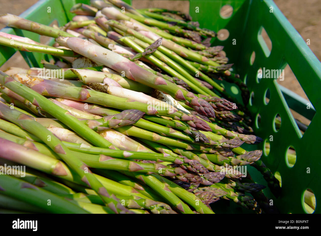 Asparagus Box High Resolution Stock Photography and Images - Alamy