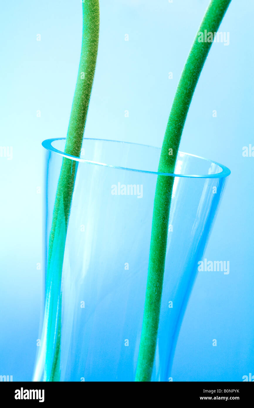 Vase and stems of flower Stock Photo - Alamy