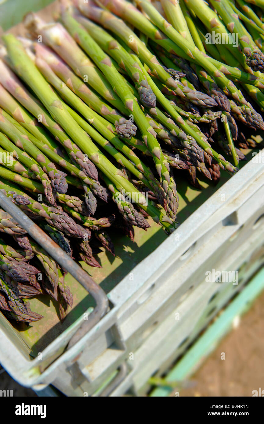 Asparagus box hi-res stock photography and images - Alamy