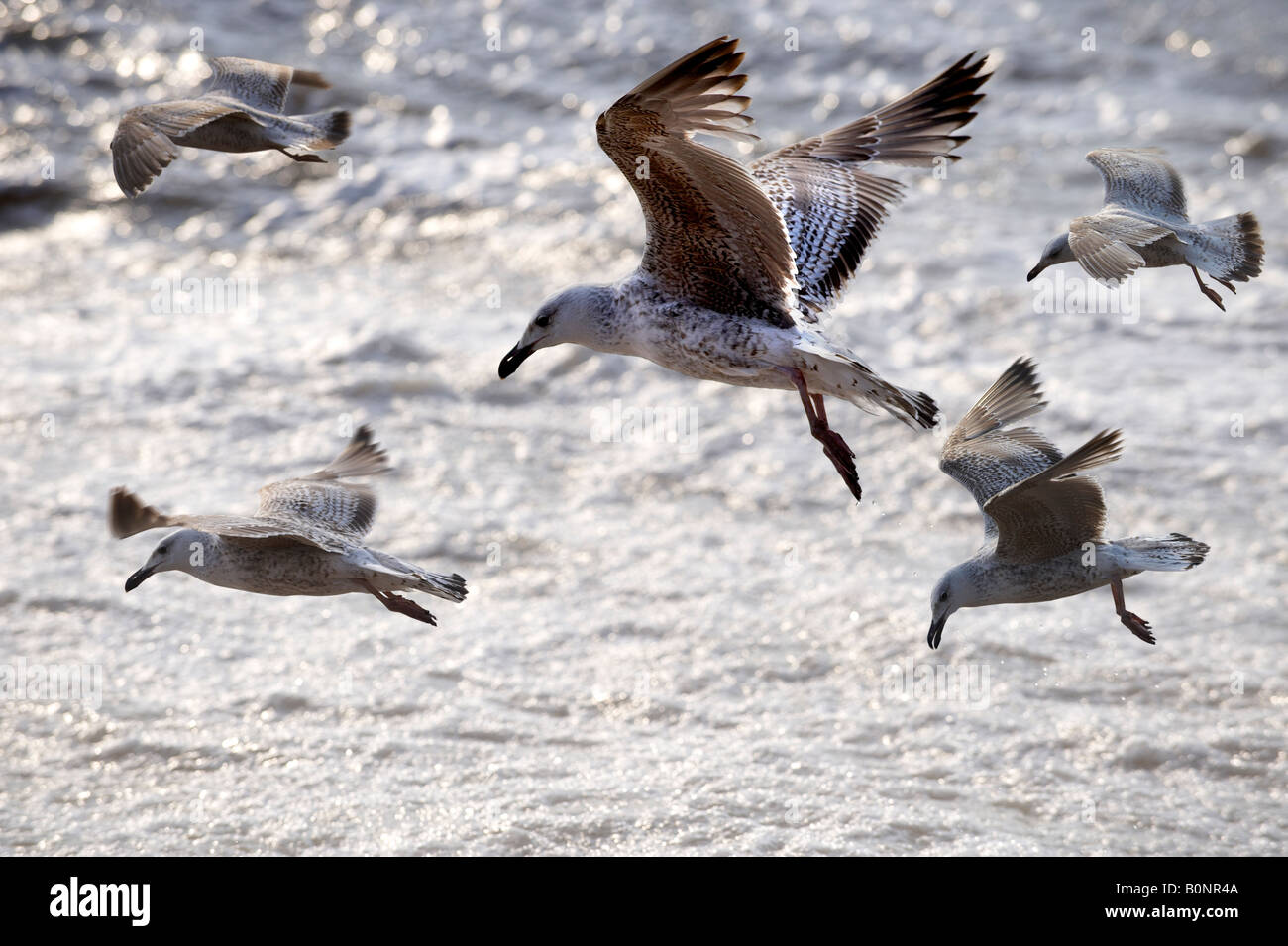 Flying sea gulls hi-res stock photography and images - Alamy